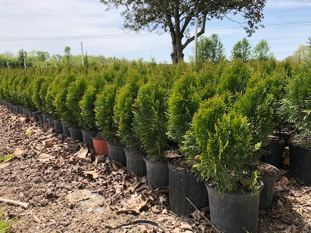 Tree Tots / Fast Growing Privacy Trees