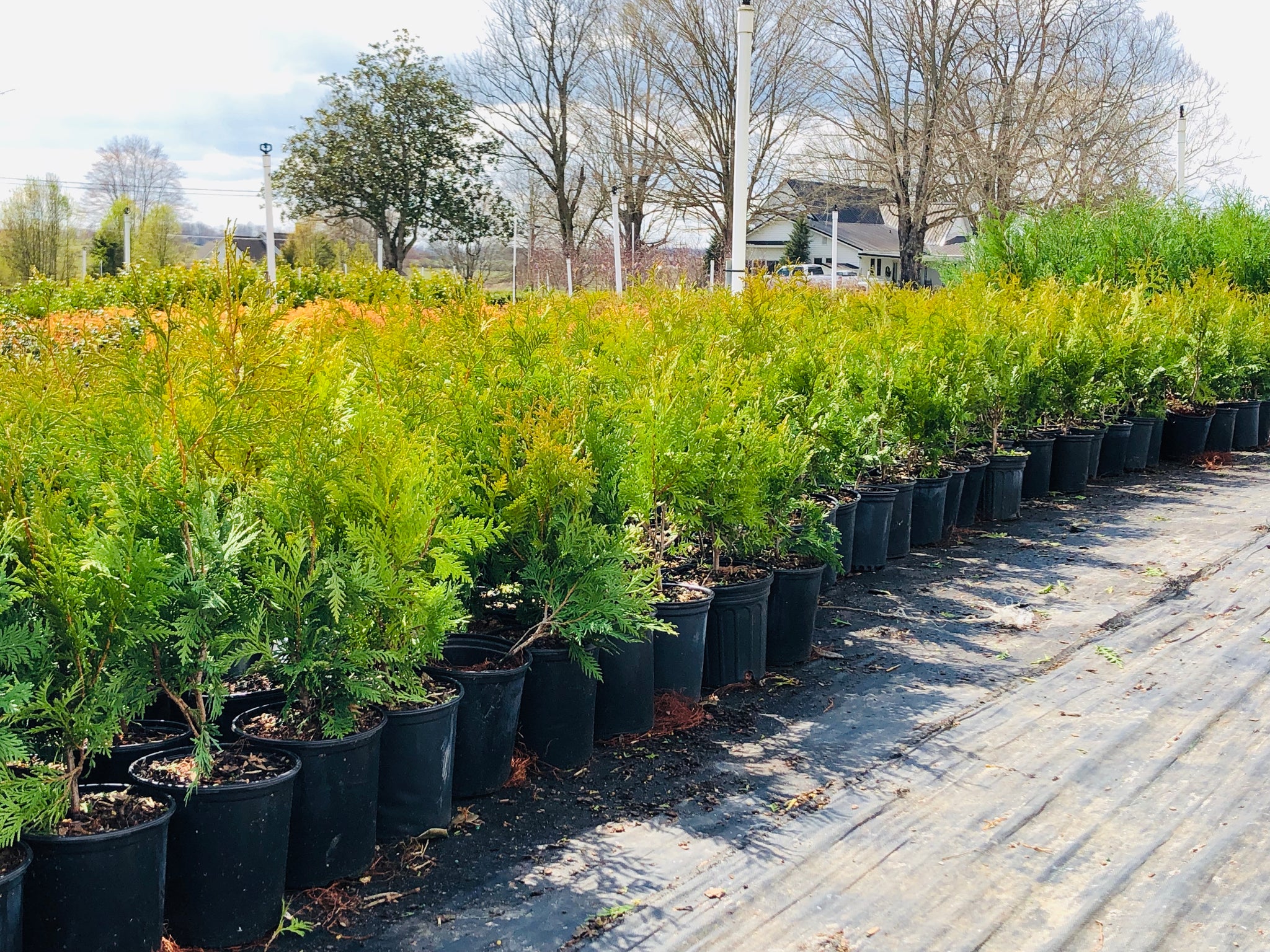 American (Dark Green) Arborvitae - 1 Gallon – Tree Tots