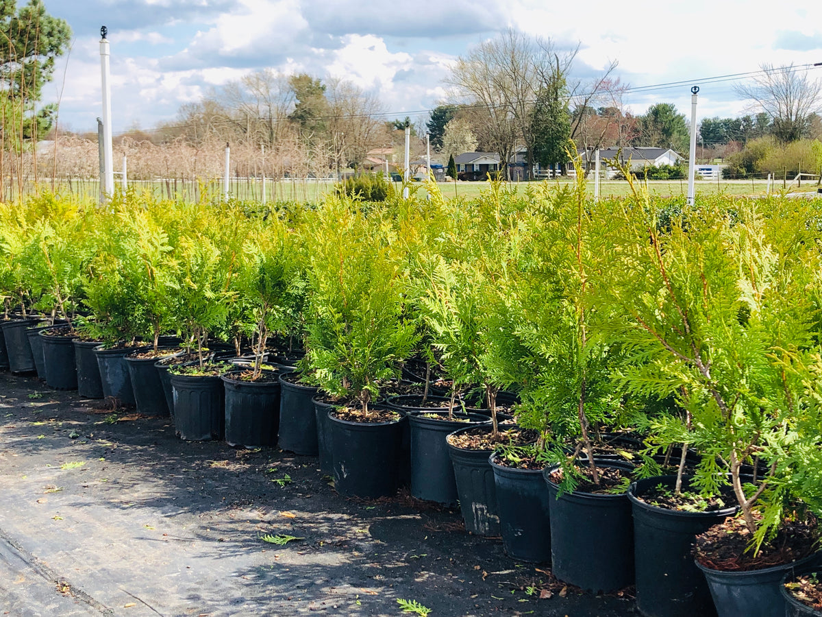 American (Dark Green) Arborvitae - 1 Gallon – Tree Tots
