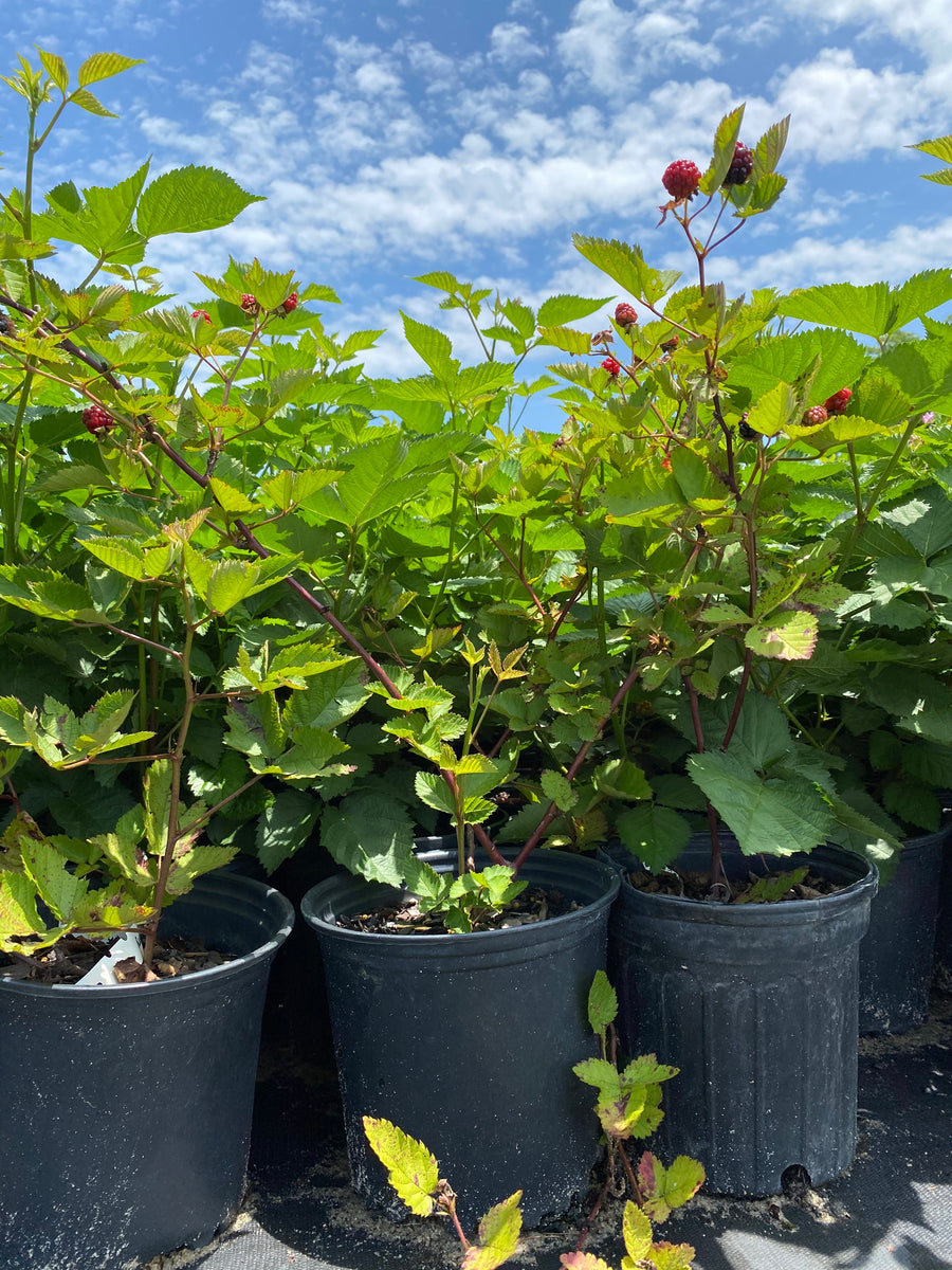 Raspberries - 1 Gallon – Tree Tots