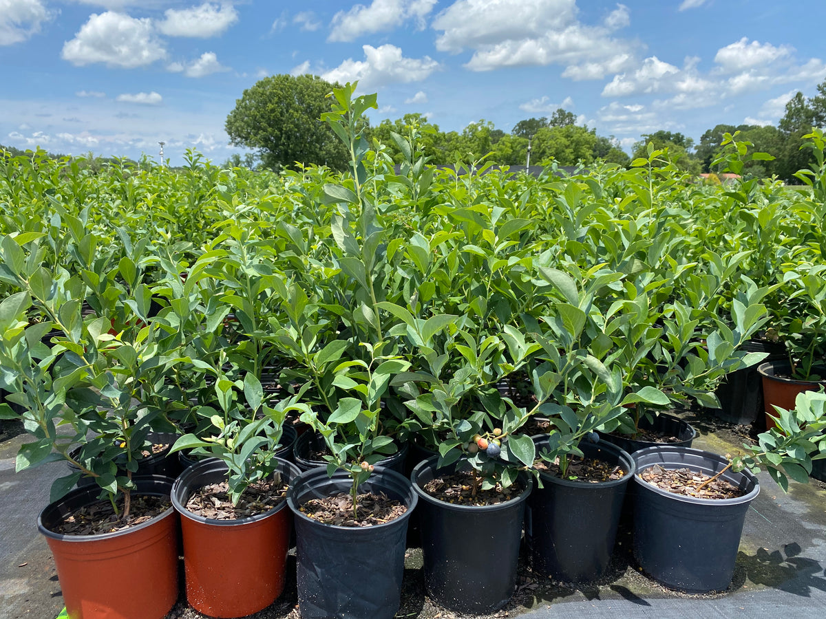 Blueberries - 1 Gallon – Tree Tots